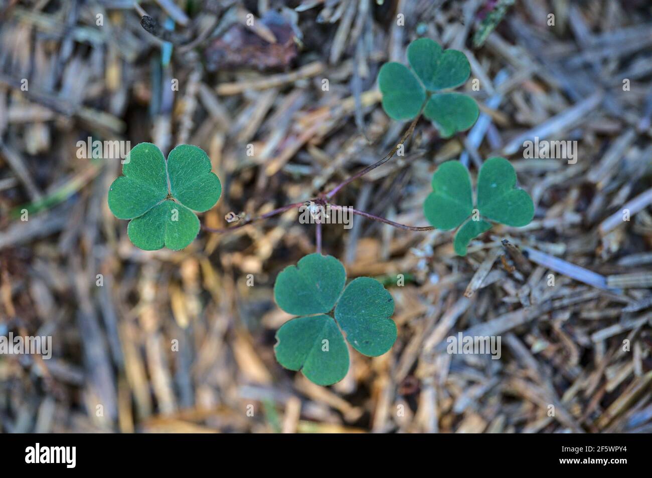 Beautiful closeup view of shamrock leaves (Irish national symbol) in ...