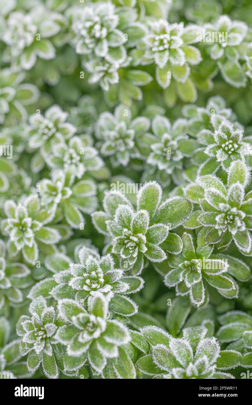 Heavy frost on leaf surface of Hedge Bedstraw / Galium molugo. For ...