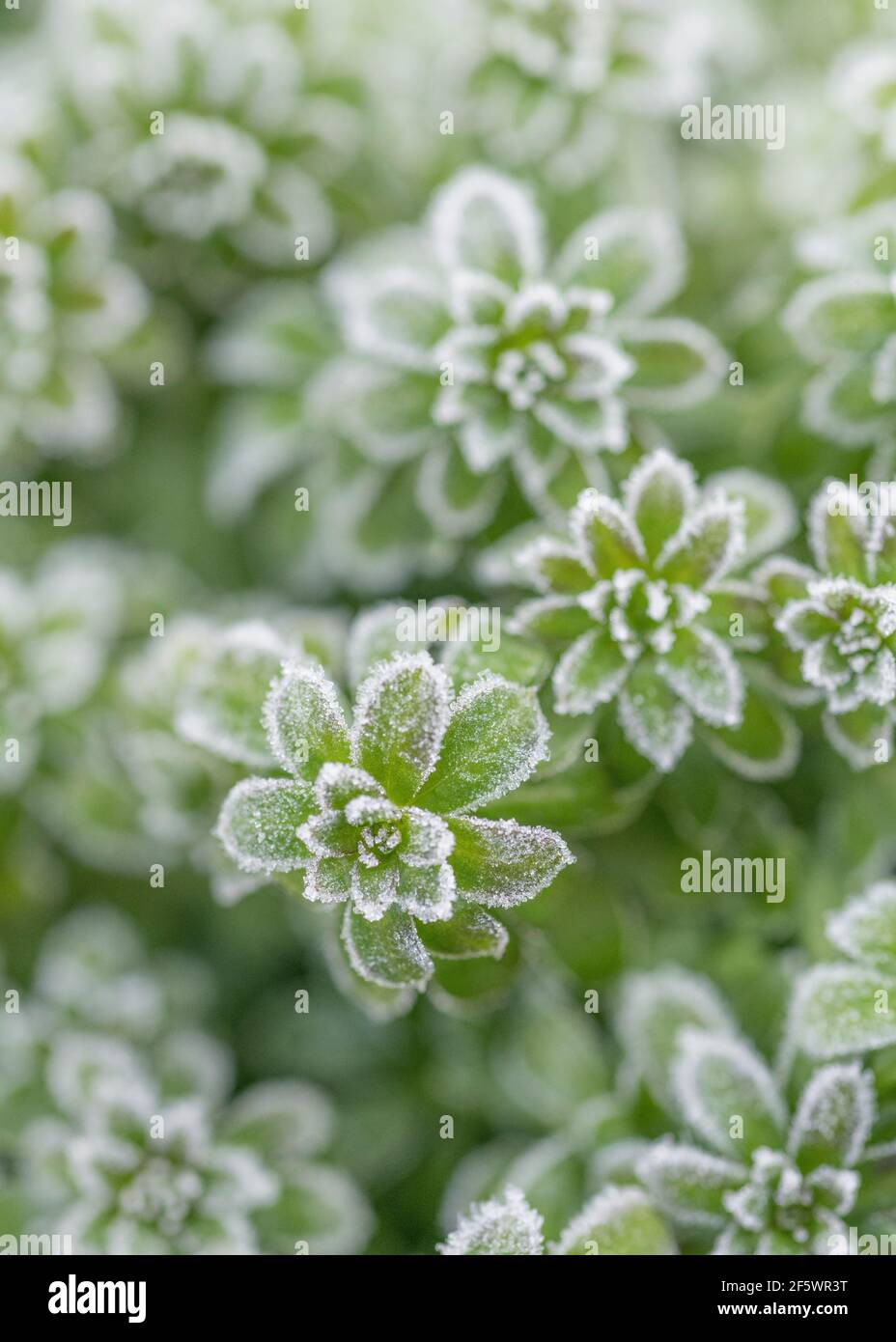Heavy frost on leaf surface of Hedge Bedstraw / Galium molugo. For ...