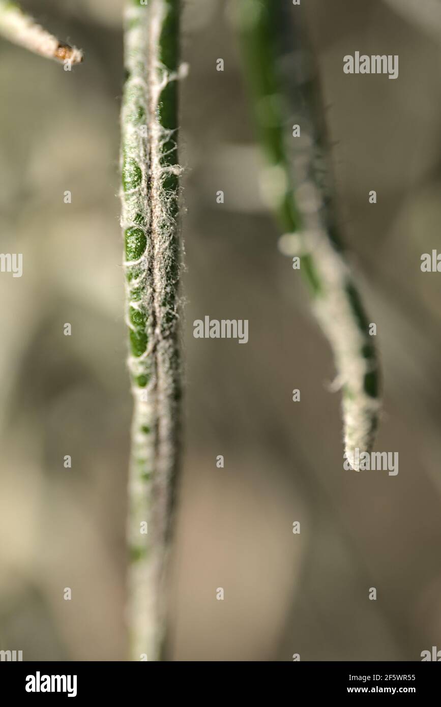 Artemisia cana hi-res stock photography and images - Alamy