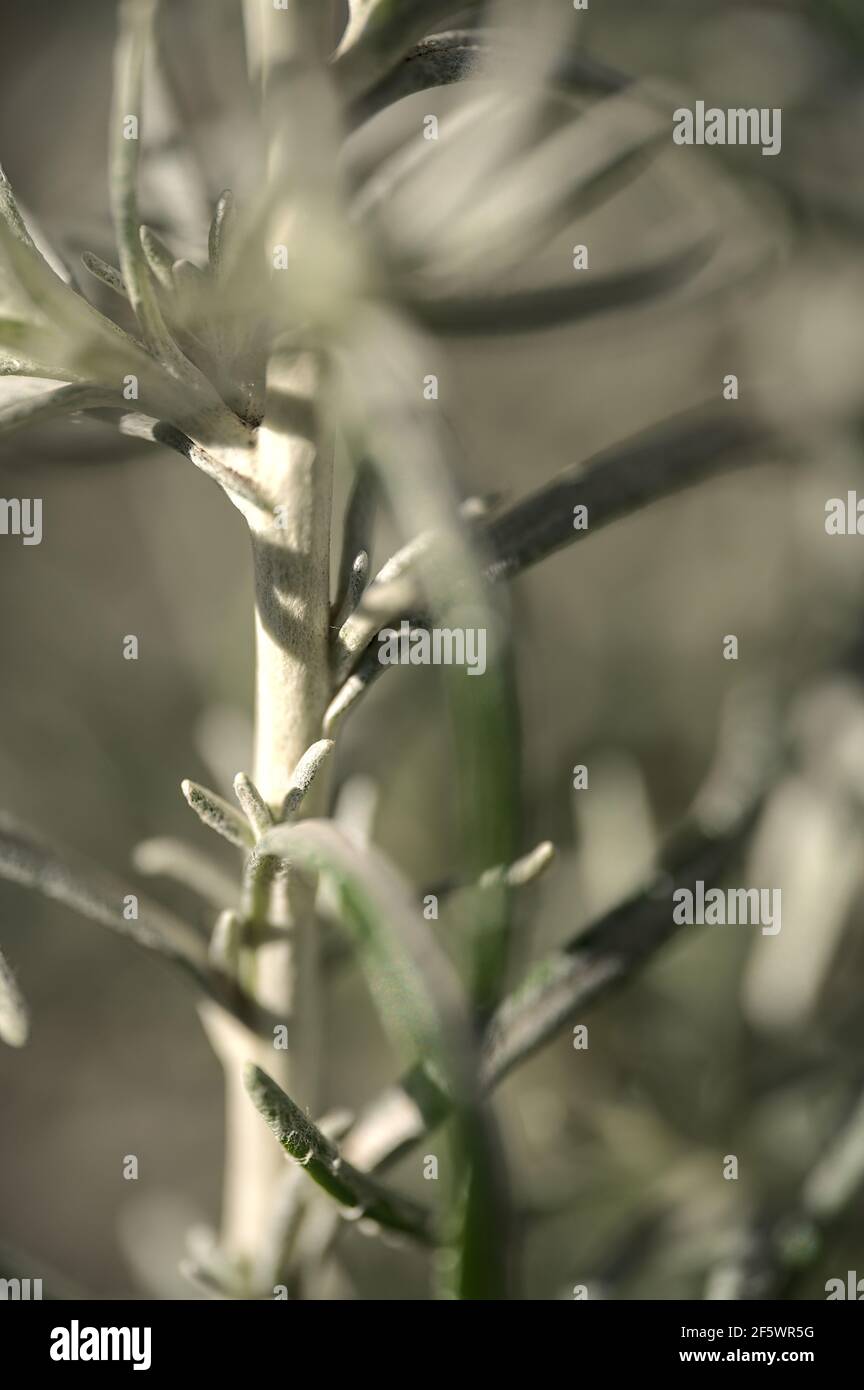 Artemisia cana hi-res stock photography and images - Alamy