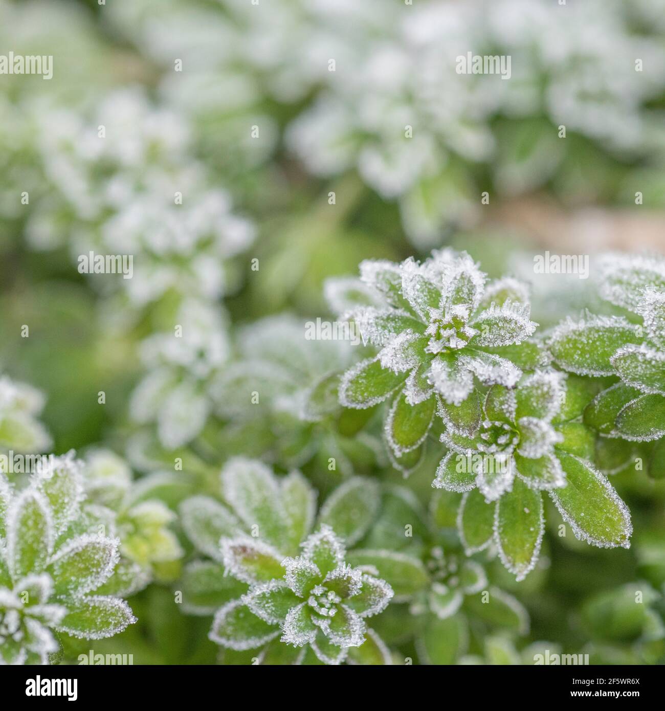 Heavy frost on leaf surface of Hedge Bedstraw / Galium molugo. For ...