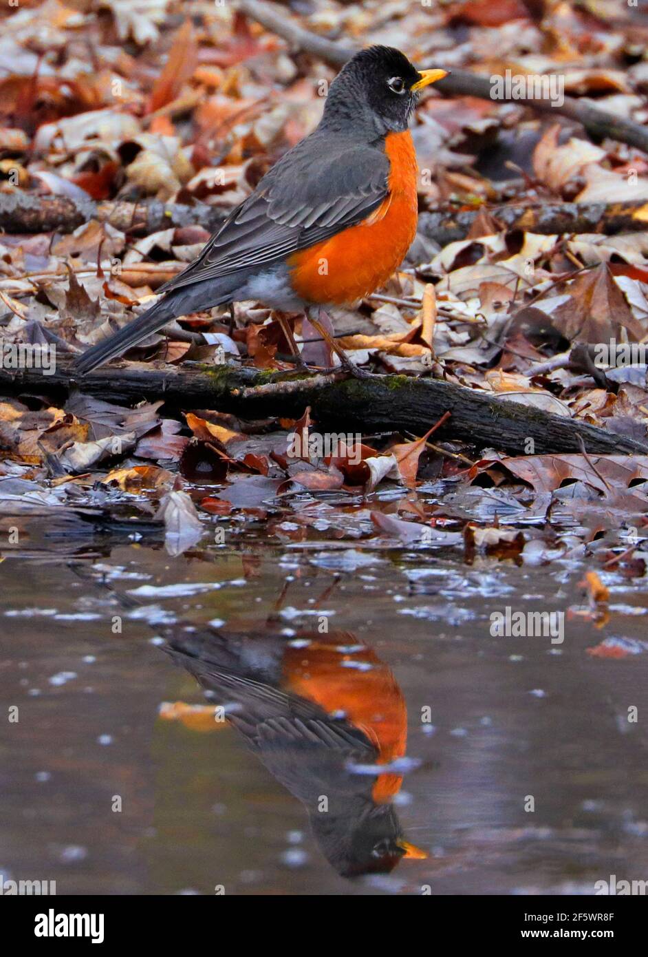 Male robin hi-res stock photography and images - Alamy