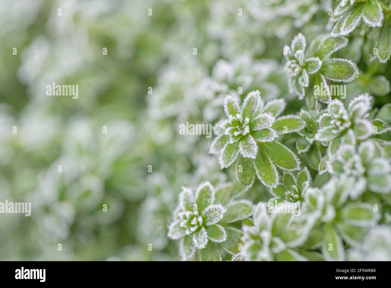 Heavy frost on leaf surface of Hedge Bedstraw / Galium molugo. For ...