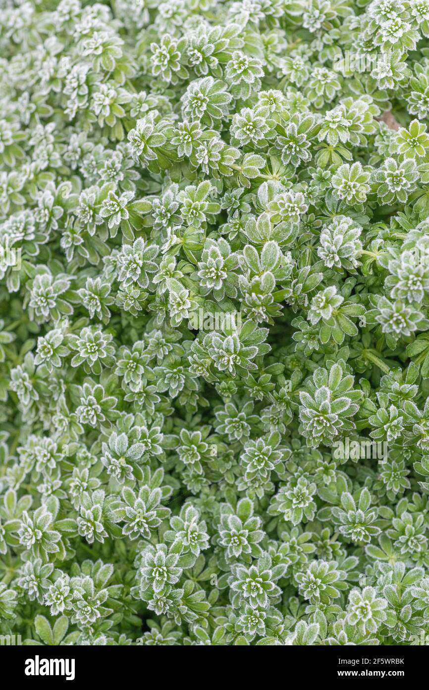 Heavy frost on leaf surface of Hedge Bedstraw / Galium molugo. For ...