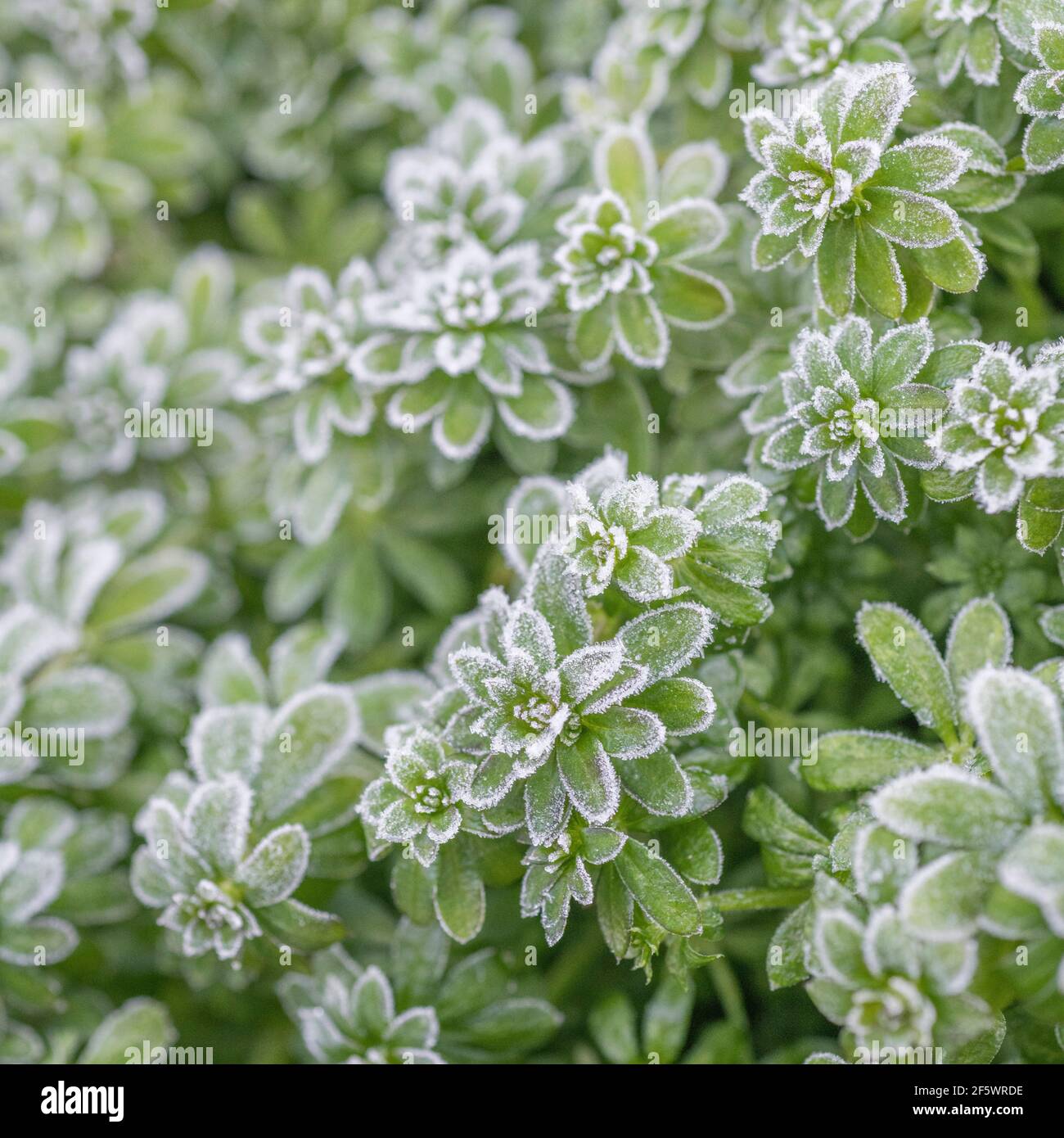 Heavy frost on leaf surface of Hedge Bedstraw / Galium molugo. For ...