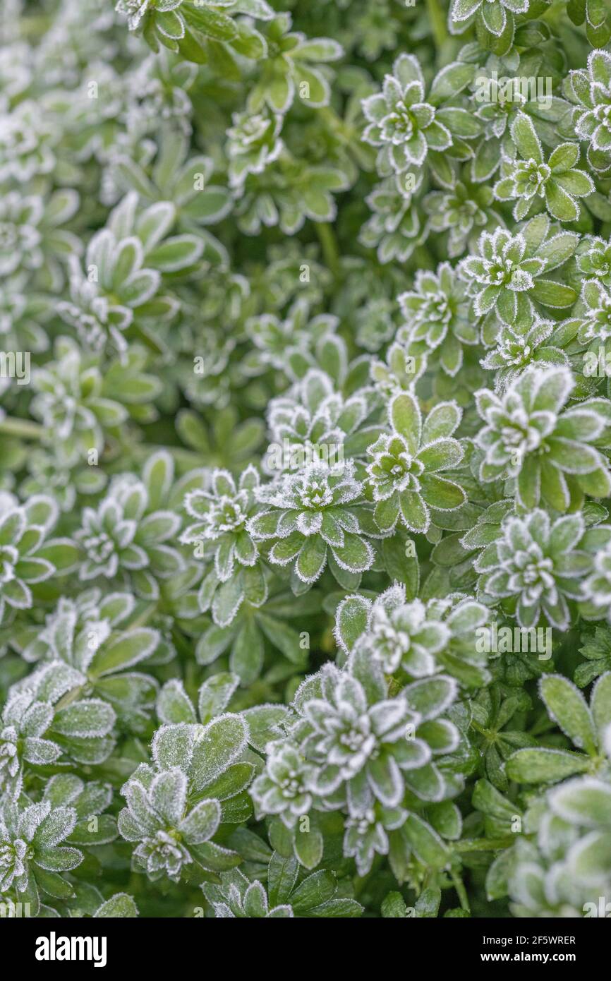 Heavy frost on leaf surface of Hedge Bedstraw / Galium molugo. For ...