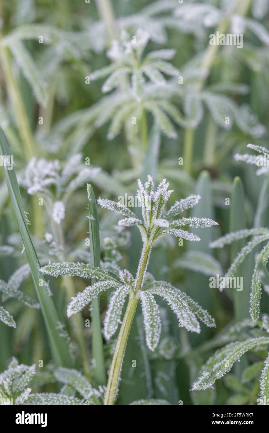 Heavy frost on leaf surface of Goosegrass, Cleavers / Galium aparine ...