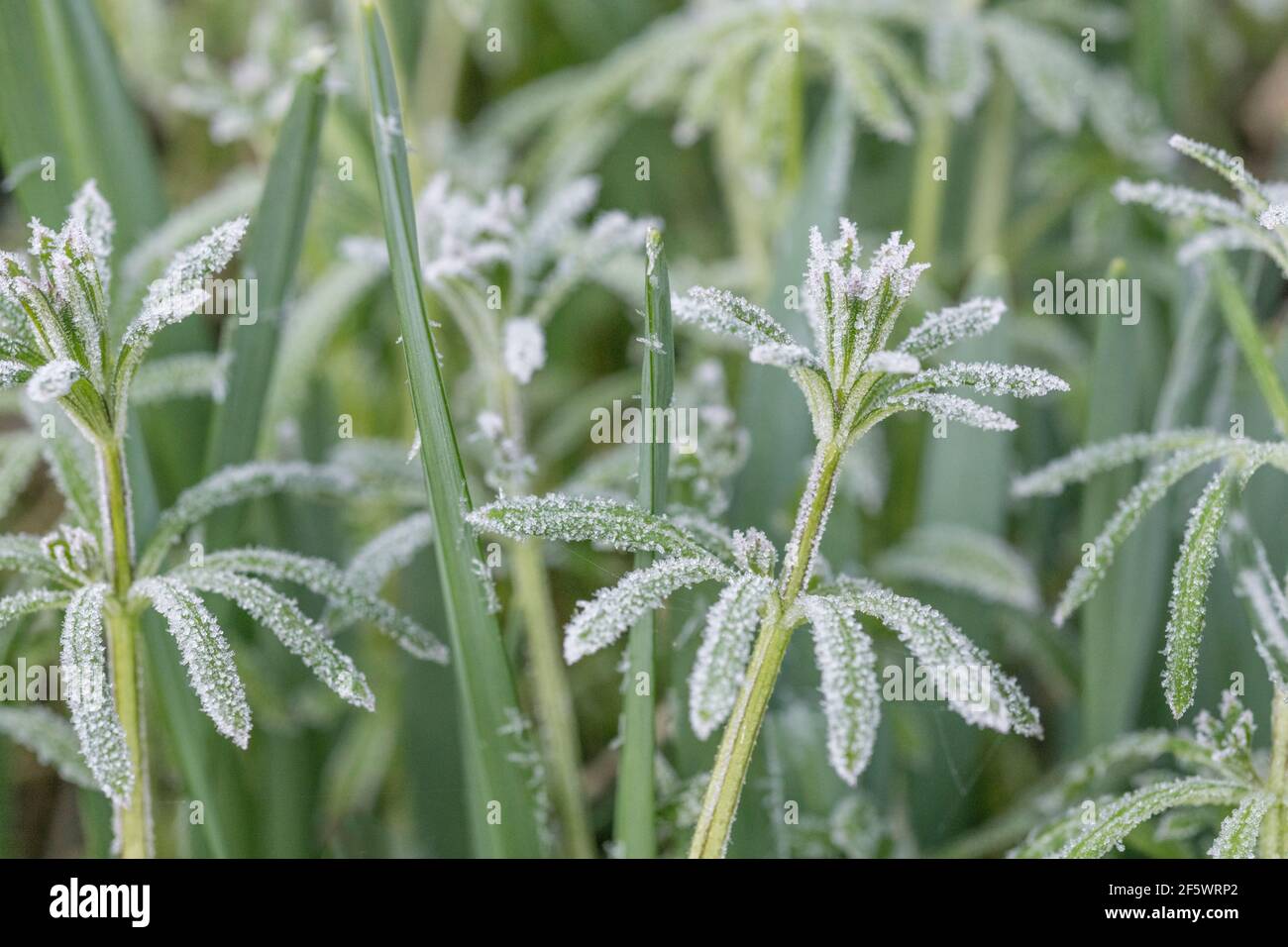 Heavy frost on leaf surface of Goosegrass, Cleavers / Galium aparine ...