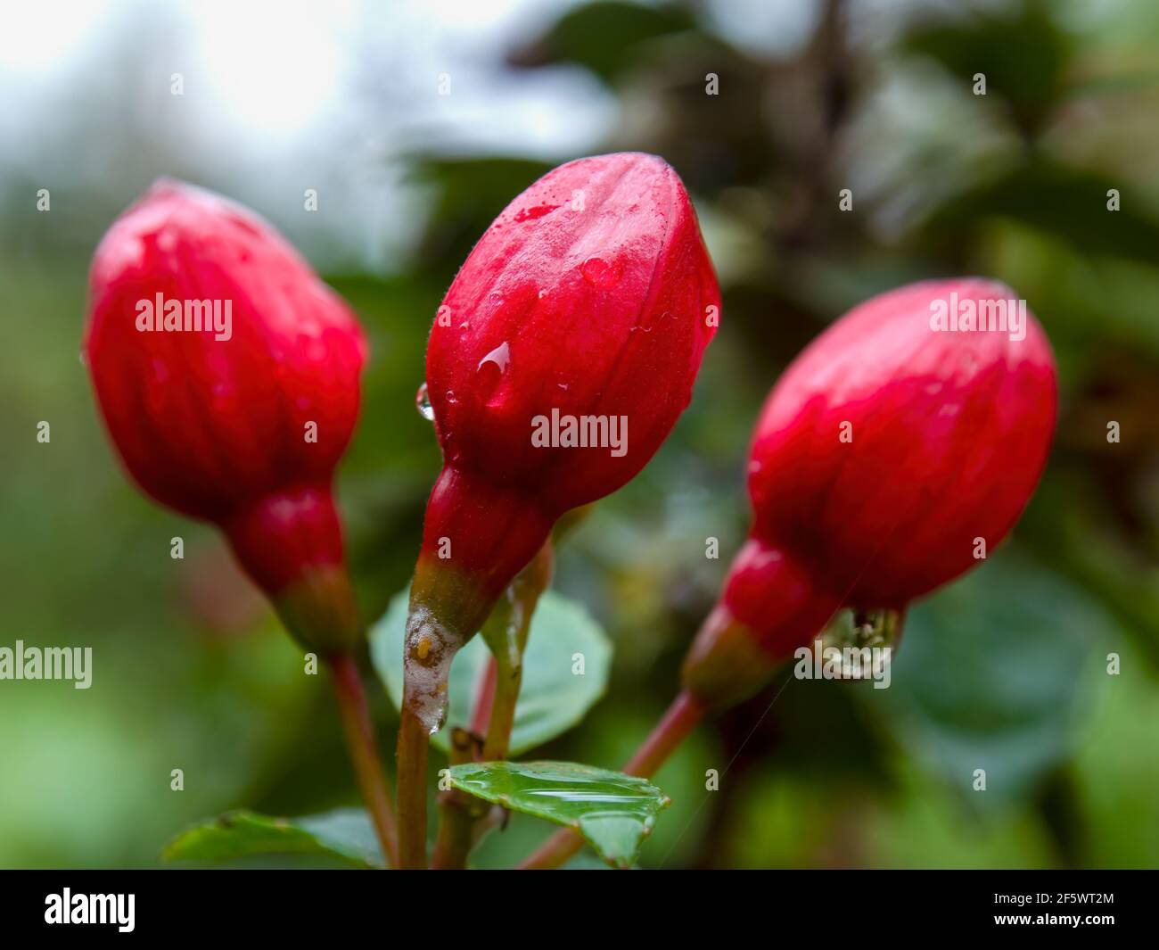 Macro photography of three Alice Hoffman fuchsia buds with drops of ...