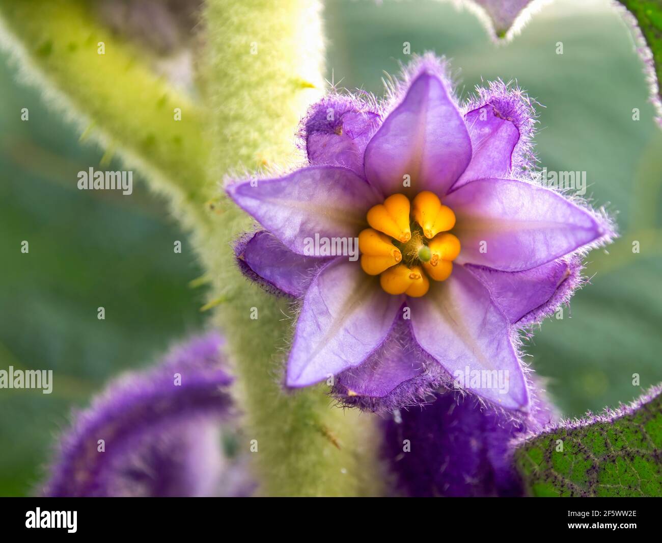 Macro photography of a lulo or naranjilla flower, captured in a farm ...