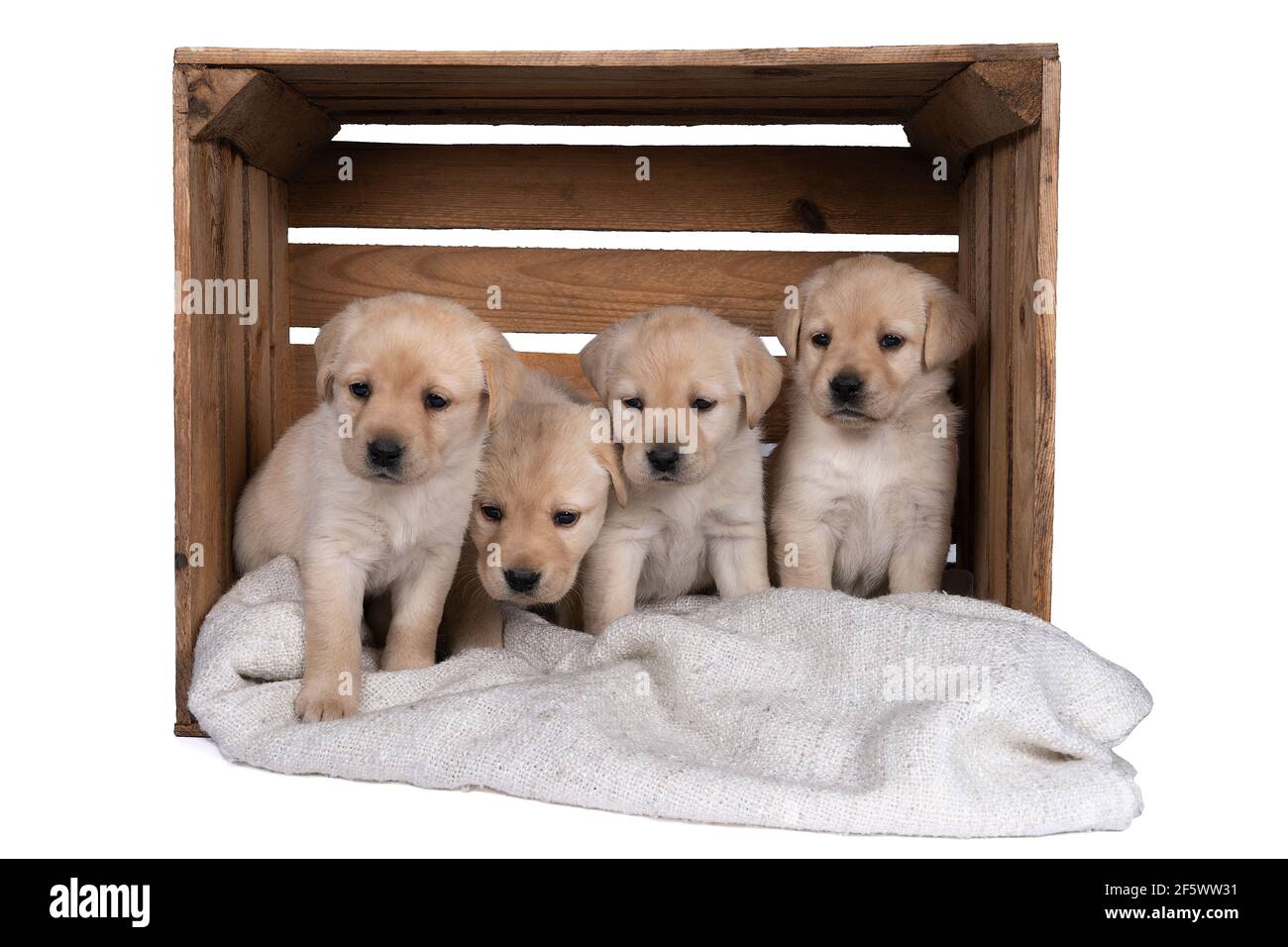 Labrador in crate Cut Out Stock Images & Pictures - Alamy