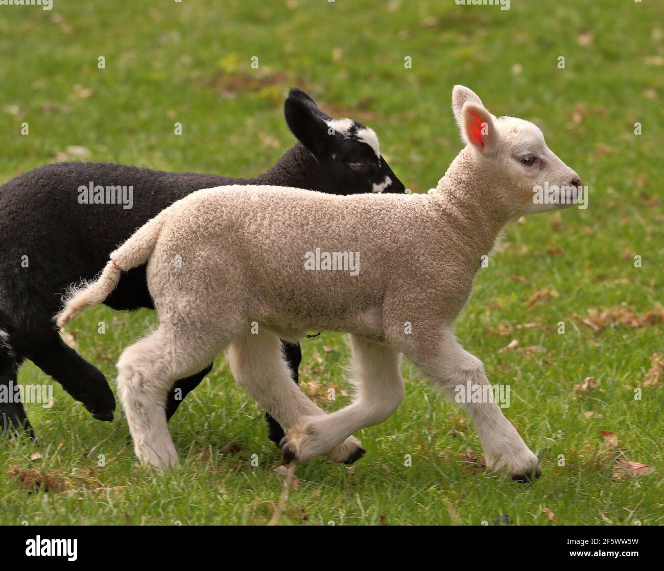 Cute sheep hi-res stock photography and images - Alamy