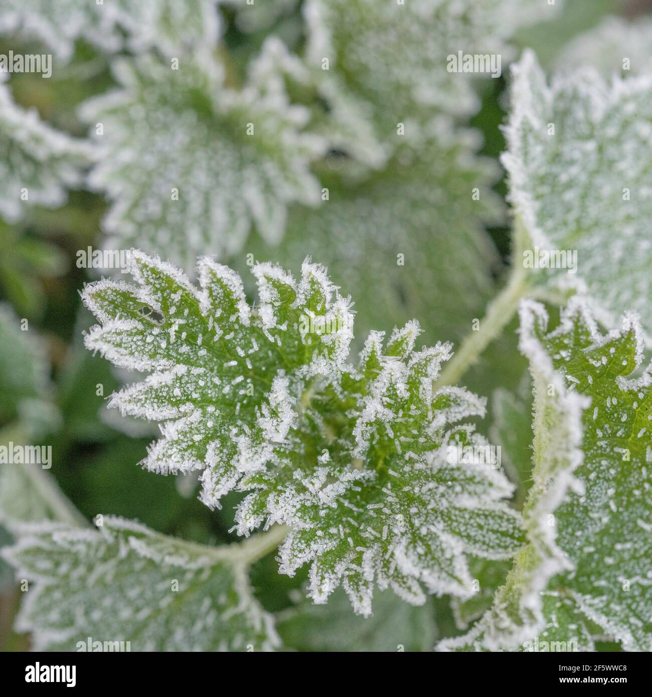 Heavy frost on leaf surface of Stinging Nettle / Urtica dioica. For ...