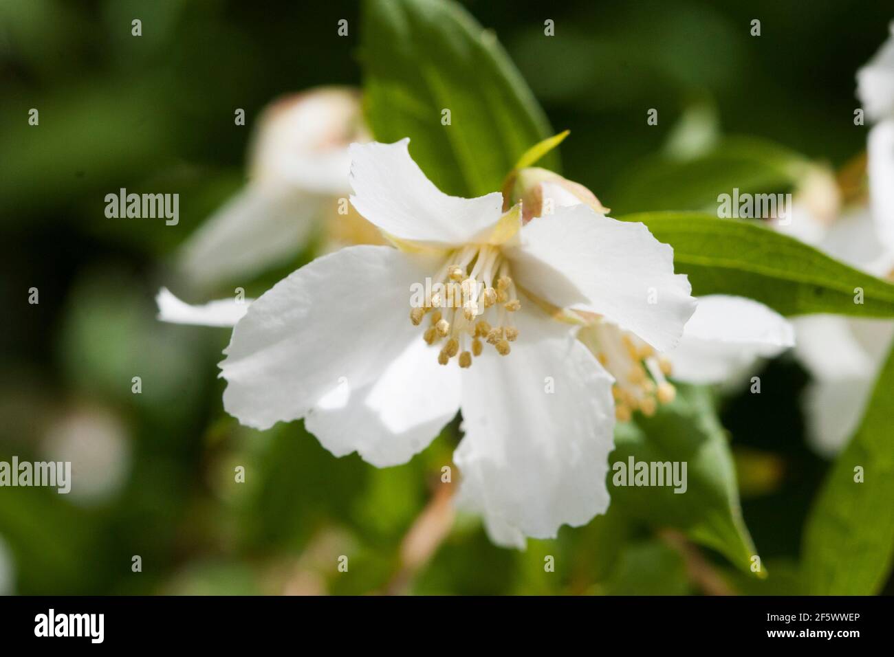 PHILADELPHUS Mock-orange shrub Stock Photo - Alamy