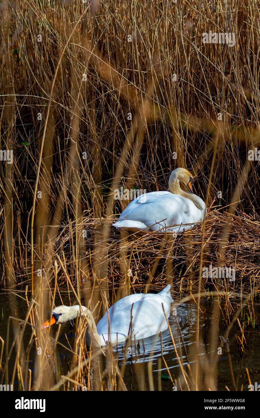 Reedbed nest hi-res stock photography and images - Alamy