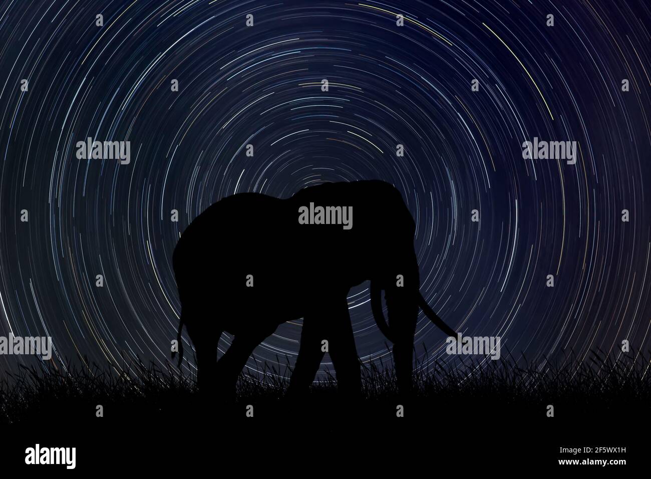 Silhouette of elephant at night with startrail in the background Stock ...