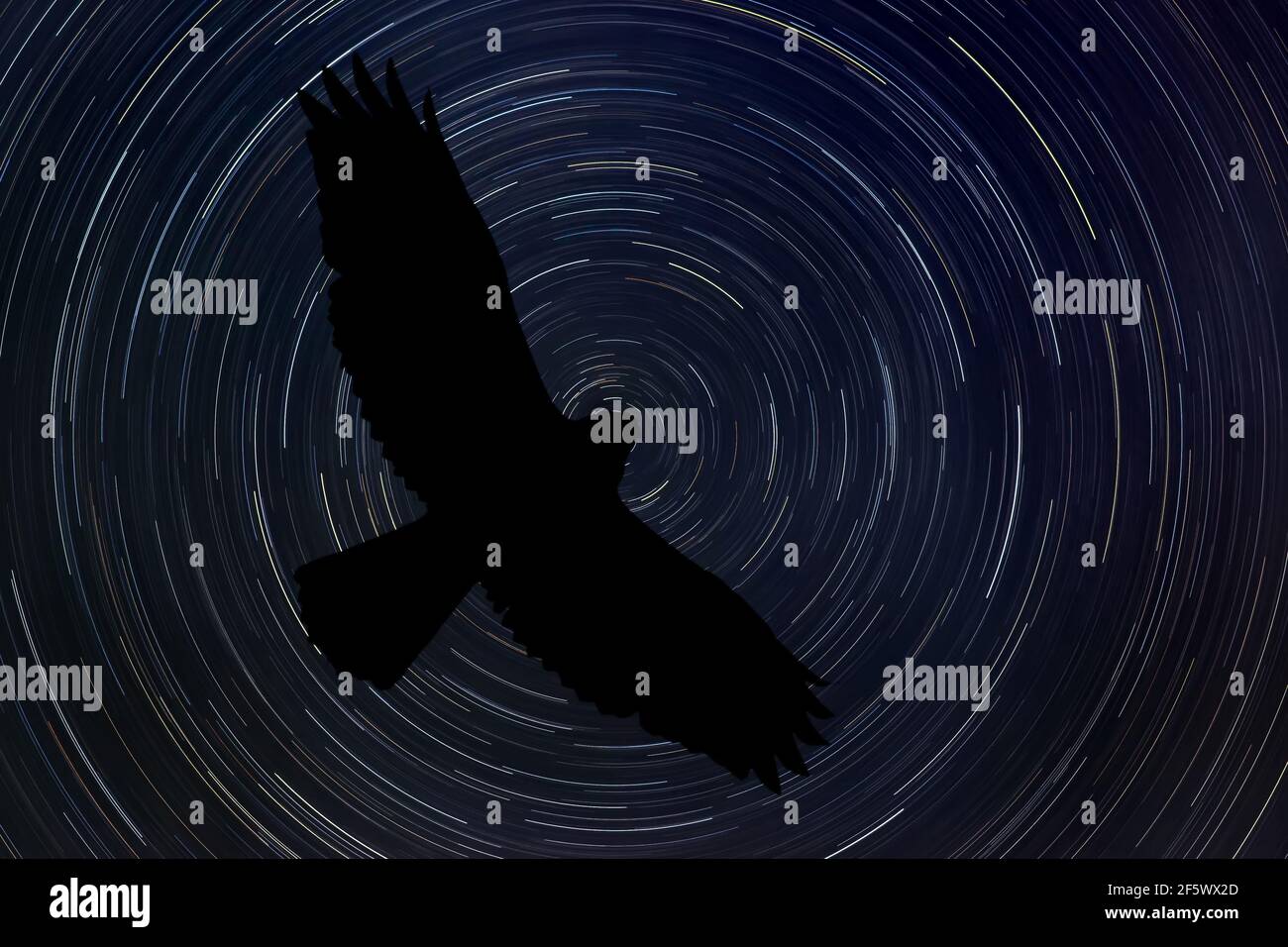 Hawk silhouette hi-res stock photography and images - Alamy