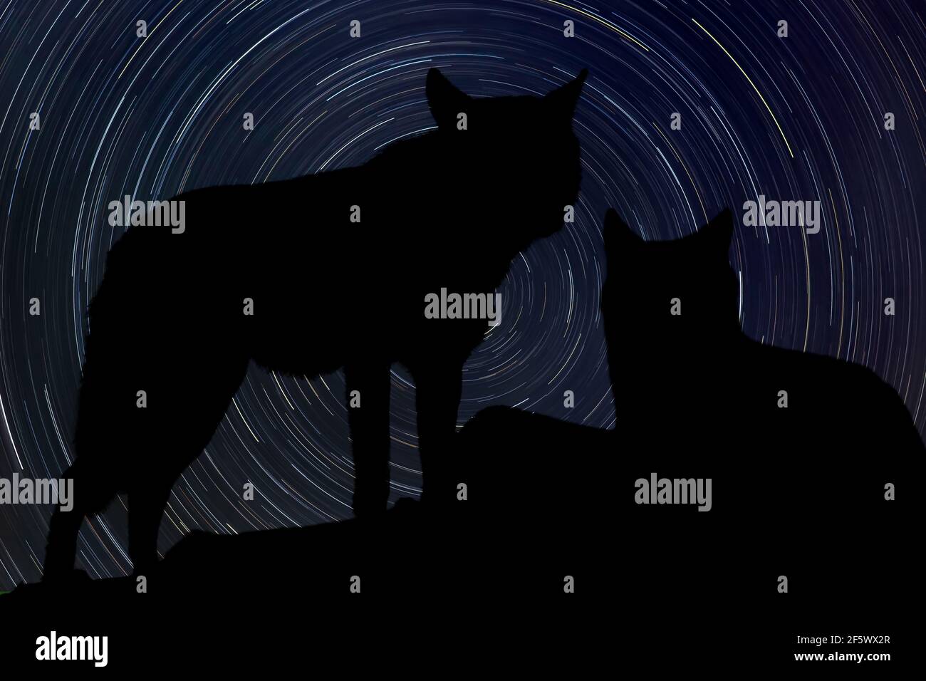 Silhouette of two wolf at night with startrail in the background Stock ...