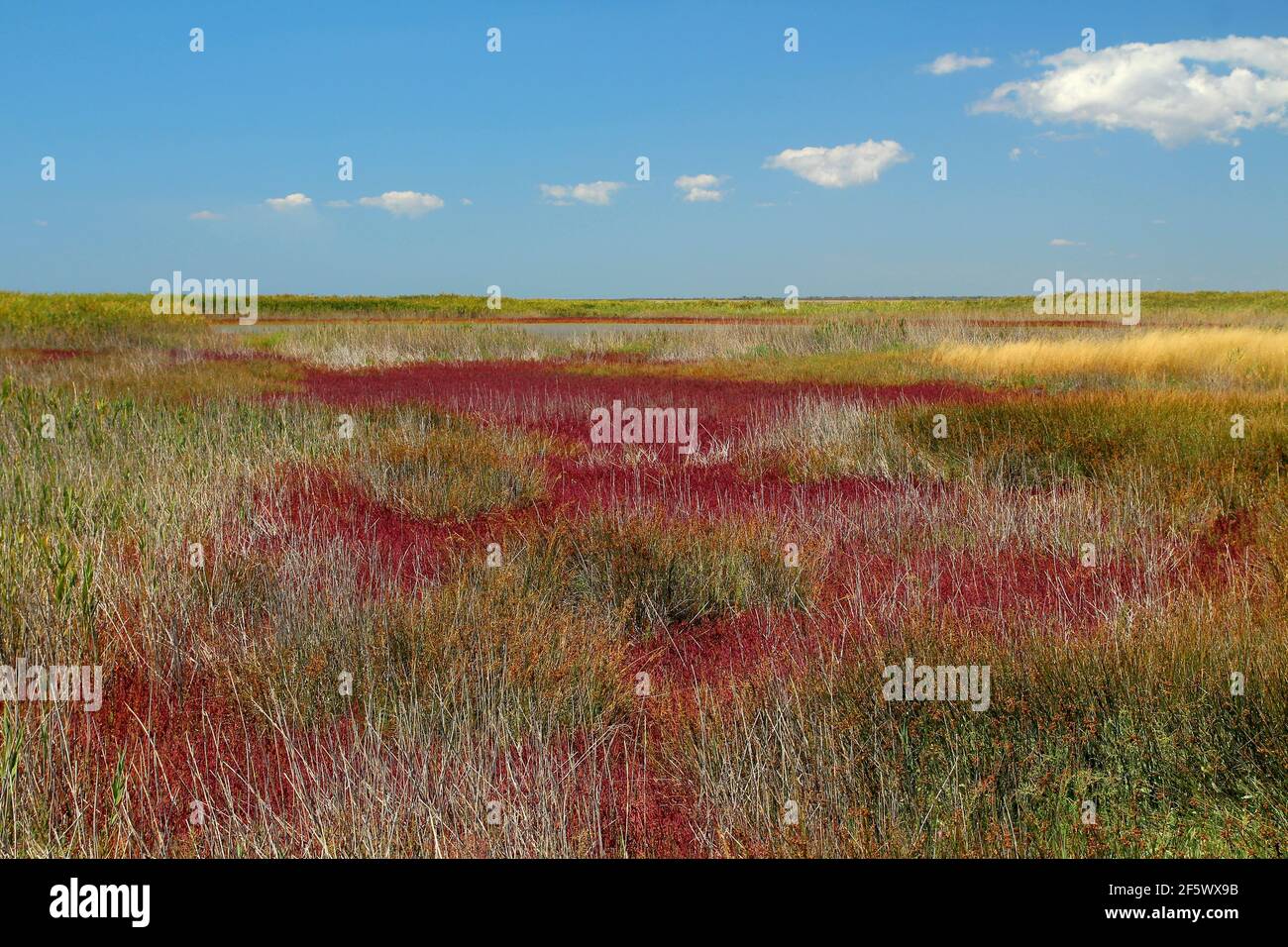 Salicornia grass growing in the region of coastal saline marshes with ...