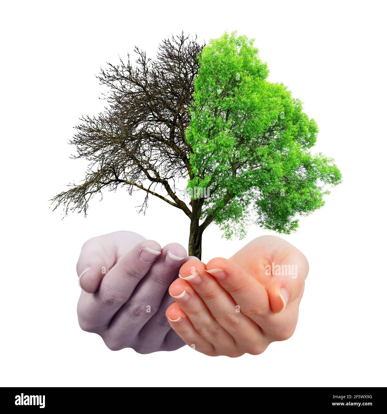 Arid climate plant Cut Out Stock Images & Pictures - Alamy