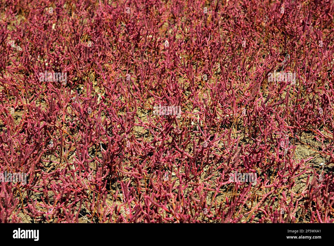 Salicornia grass growing in the region of coastal saline marshes with ...