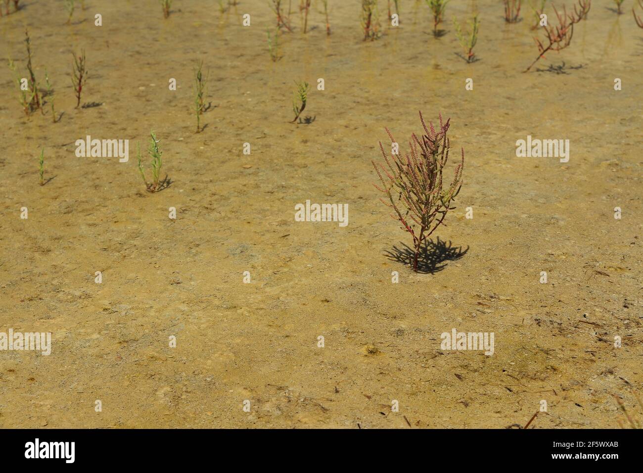 Salicornia grass growing in the region of coastal saline marshes with ...