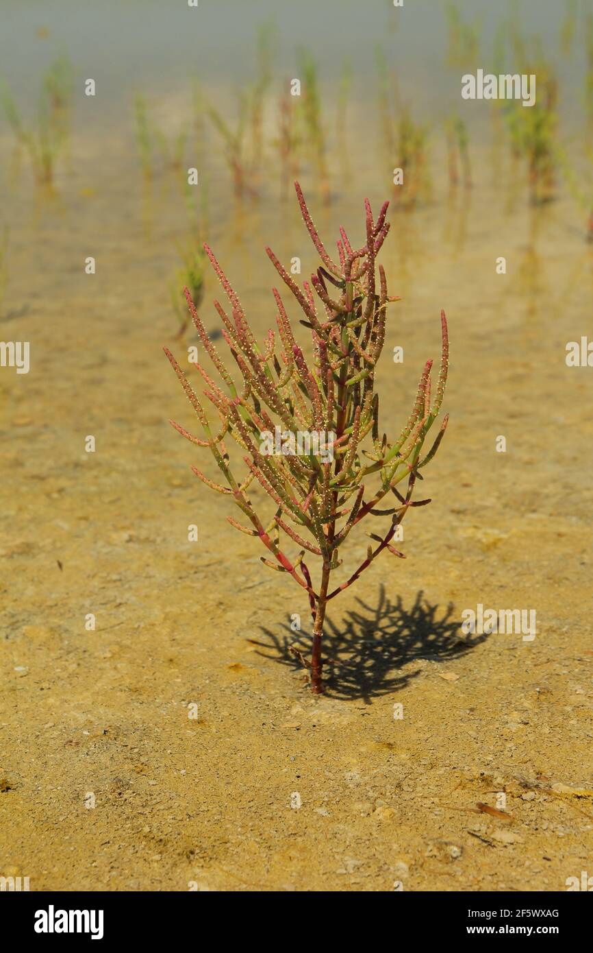 Salicornia grass growing in the region of coastal saline marshes with ...