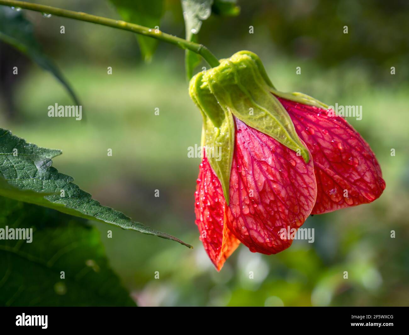 Macro photography of a red abutilon flower fully open, captured in a ...