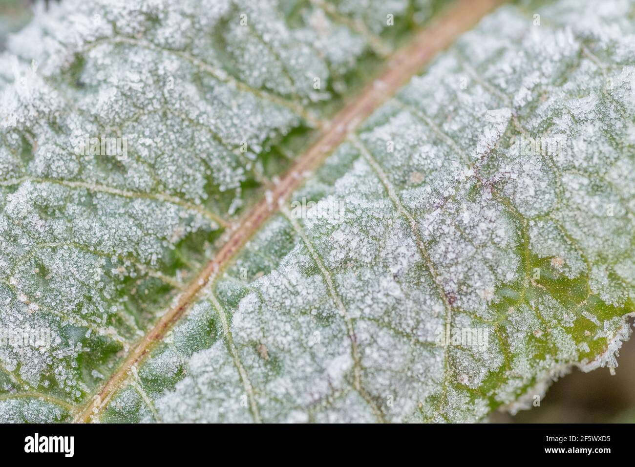 Heavy frost on leaf surface of Broad-leaved Dock / Rumex obtusifolius ...