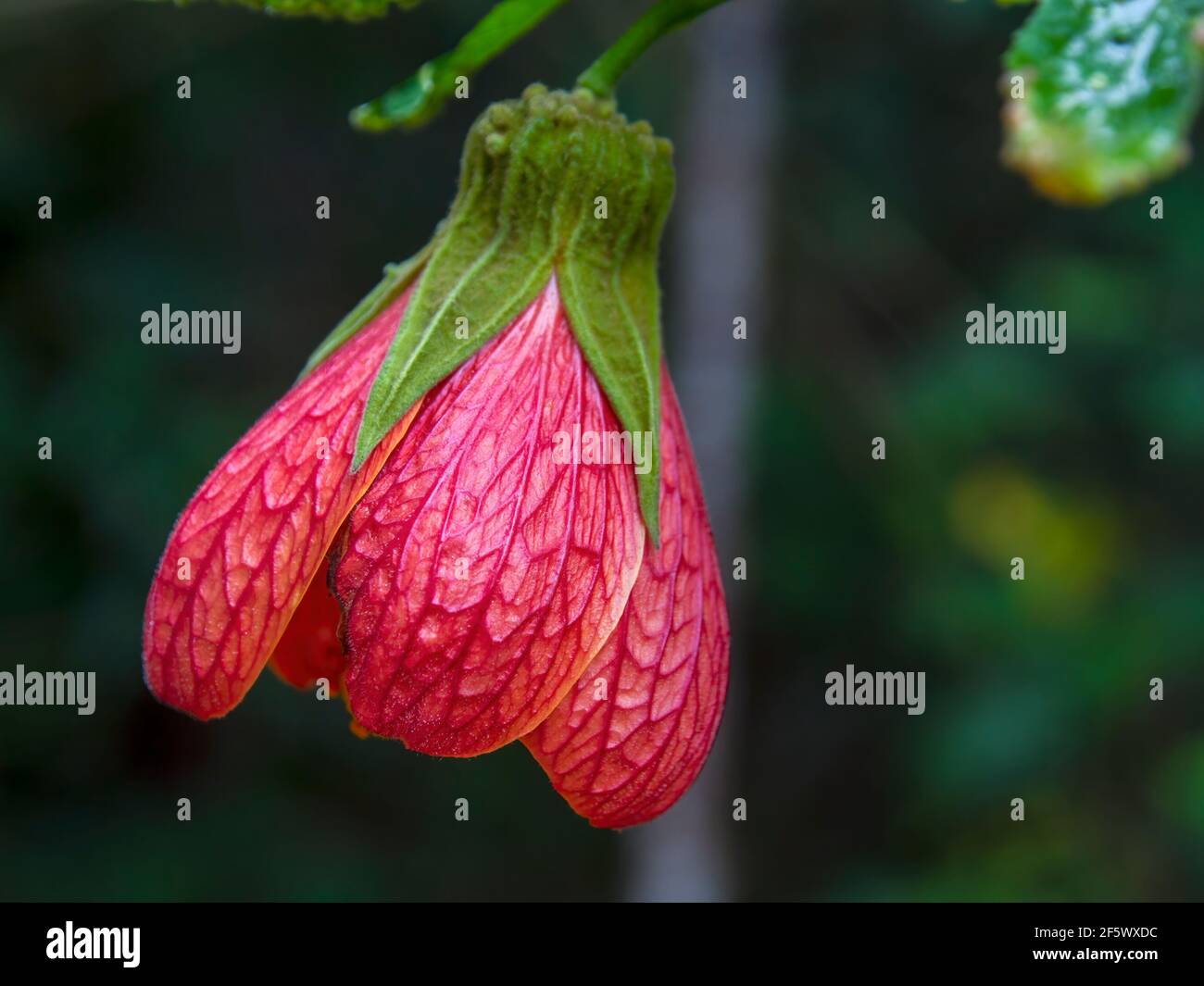 Macro photography of a red abutilon flower fully open, captured in a ...