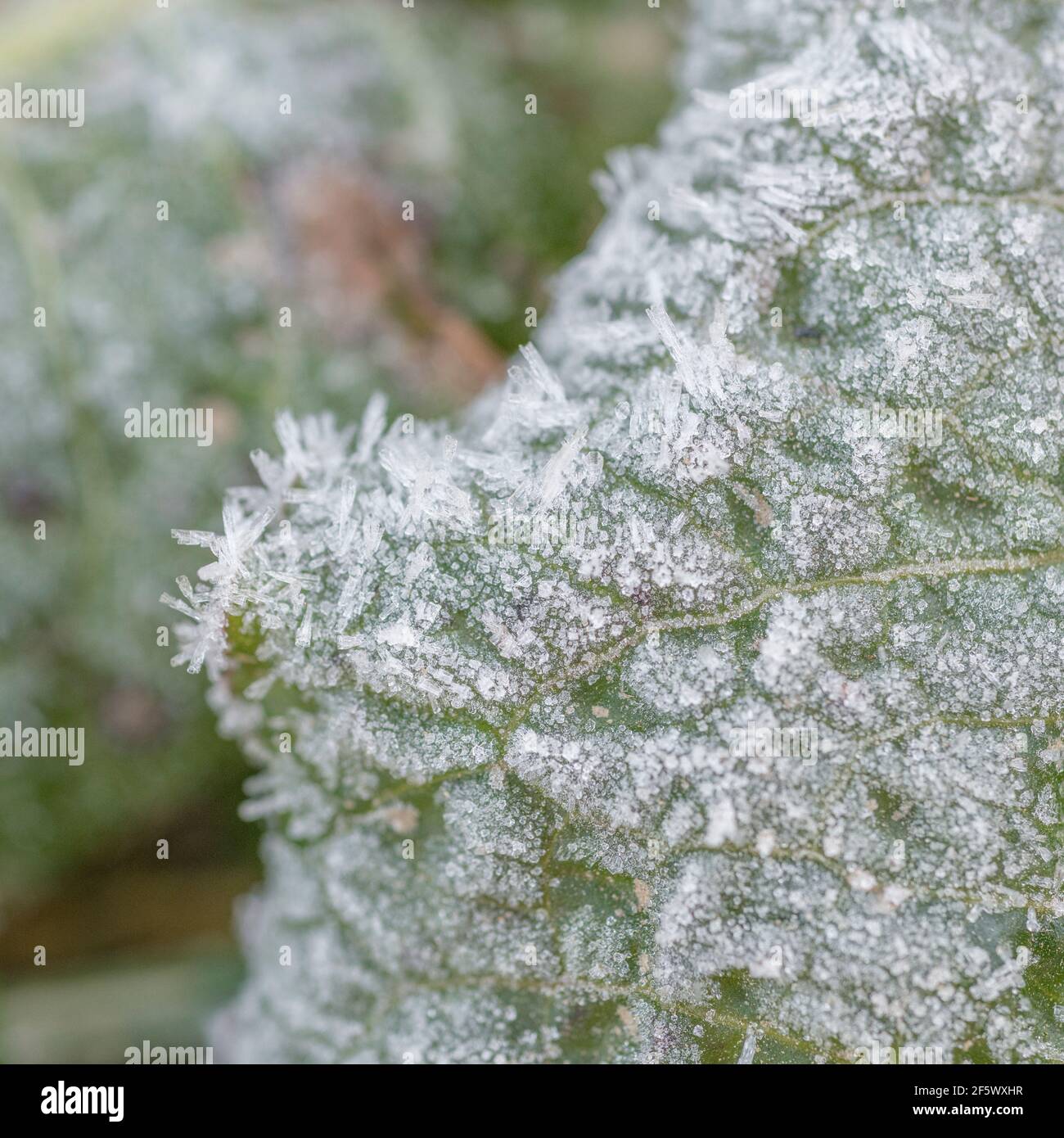 Heavy frost on leaf surface of Broad-leaved Dock / Rumex obtusifolius ...