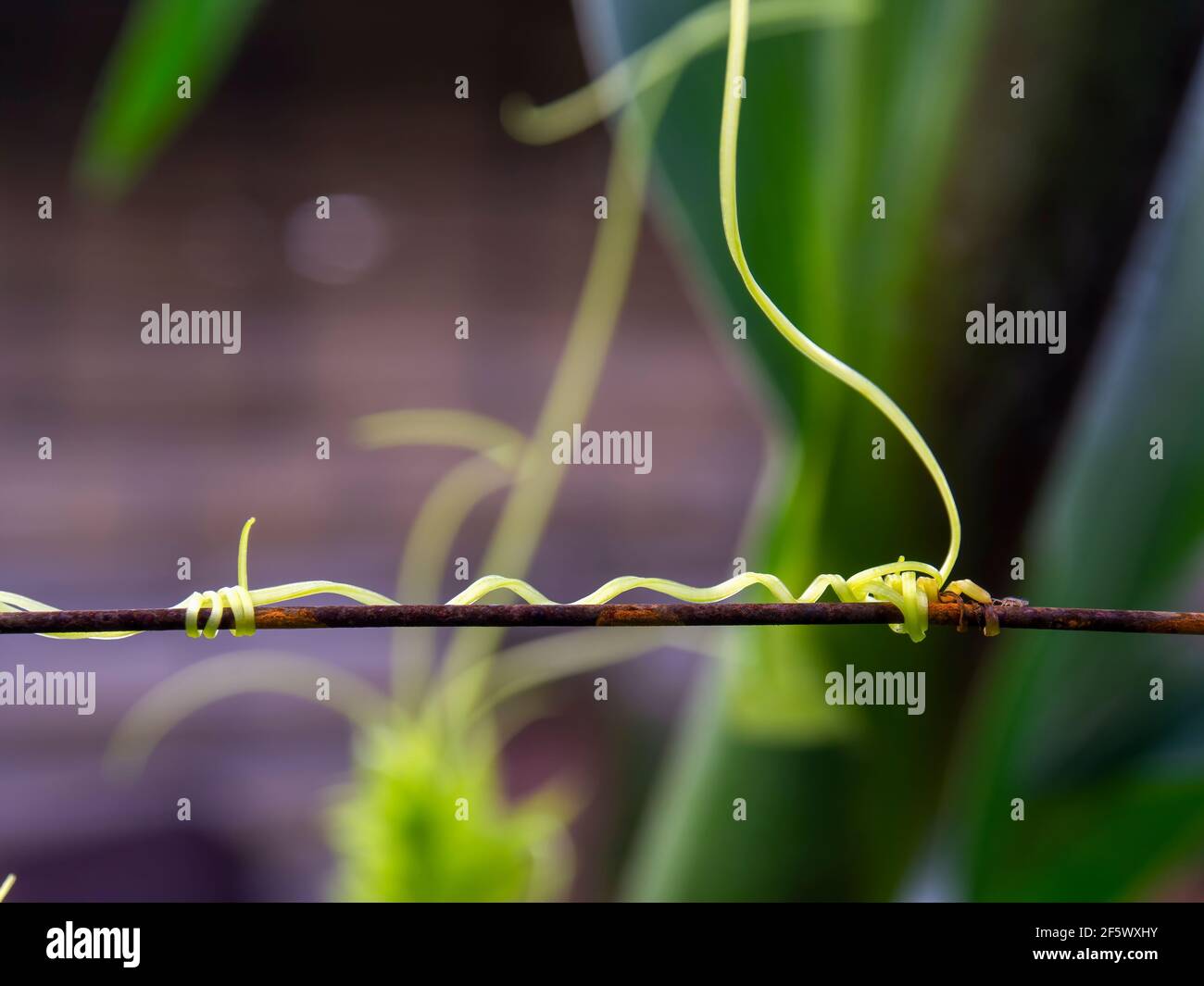 Macro photography of stuffing cucumber curling tendrils, captured in a ...