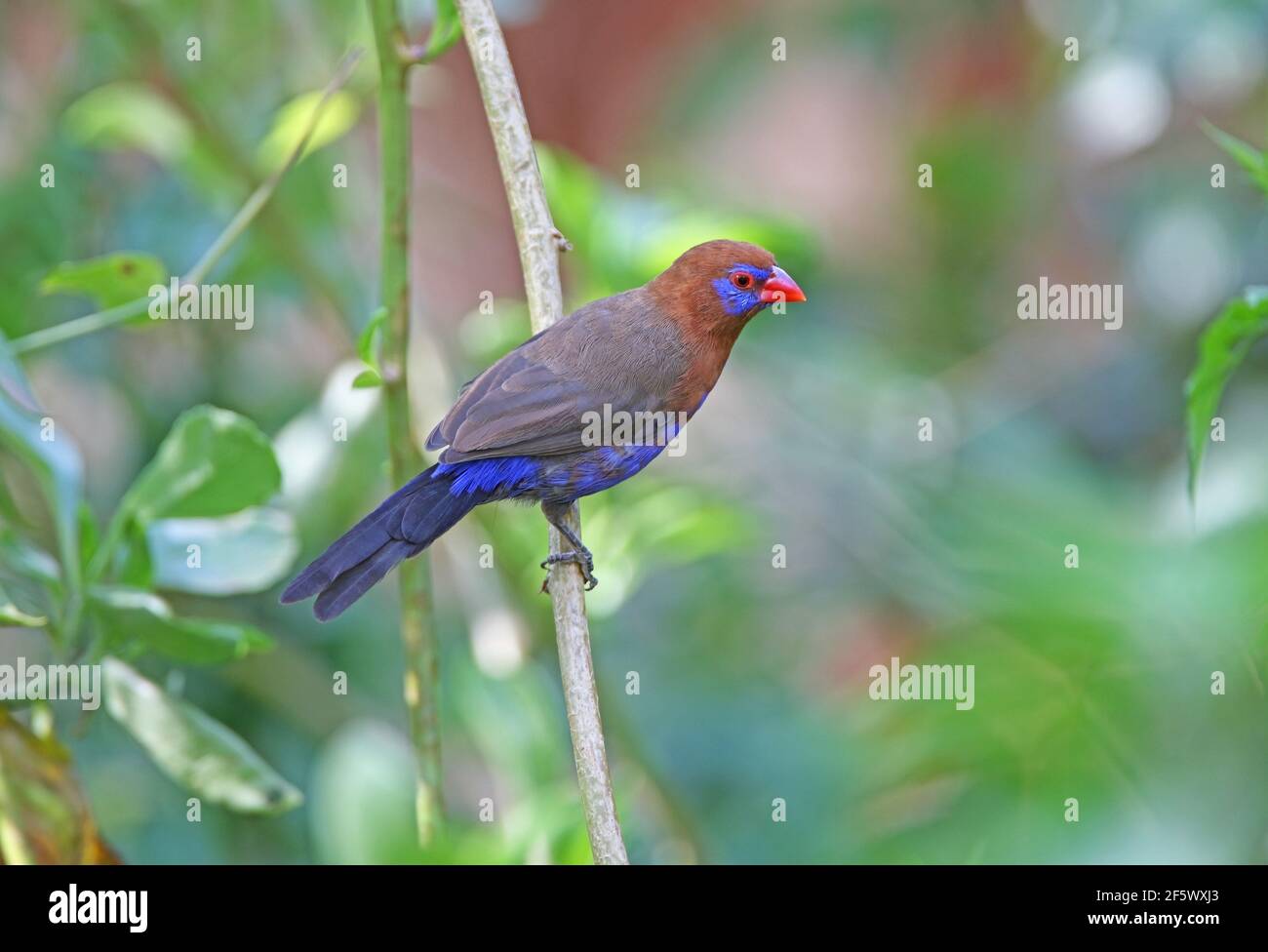 Grenadier bird hi-res stock photography and images - Alamy
