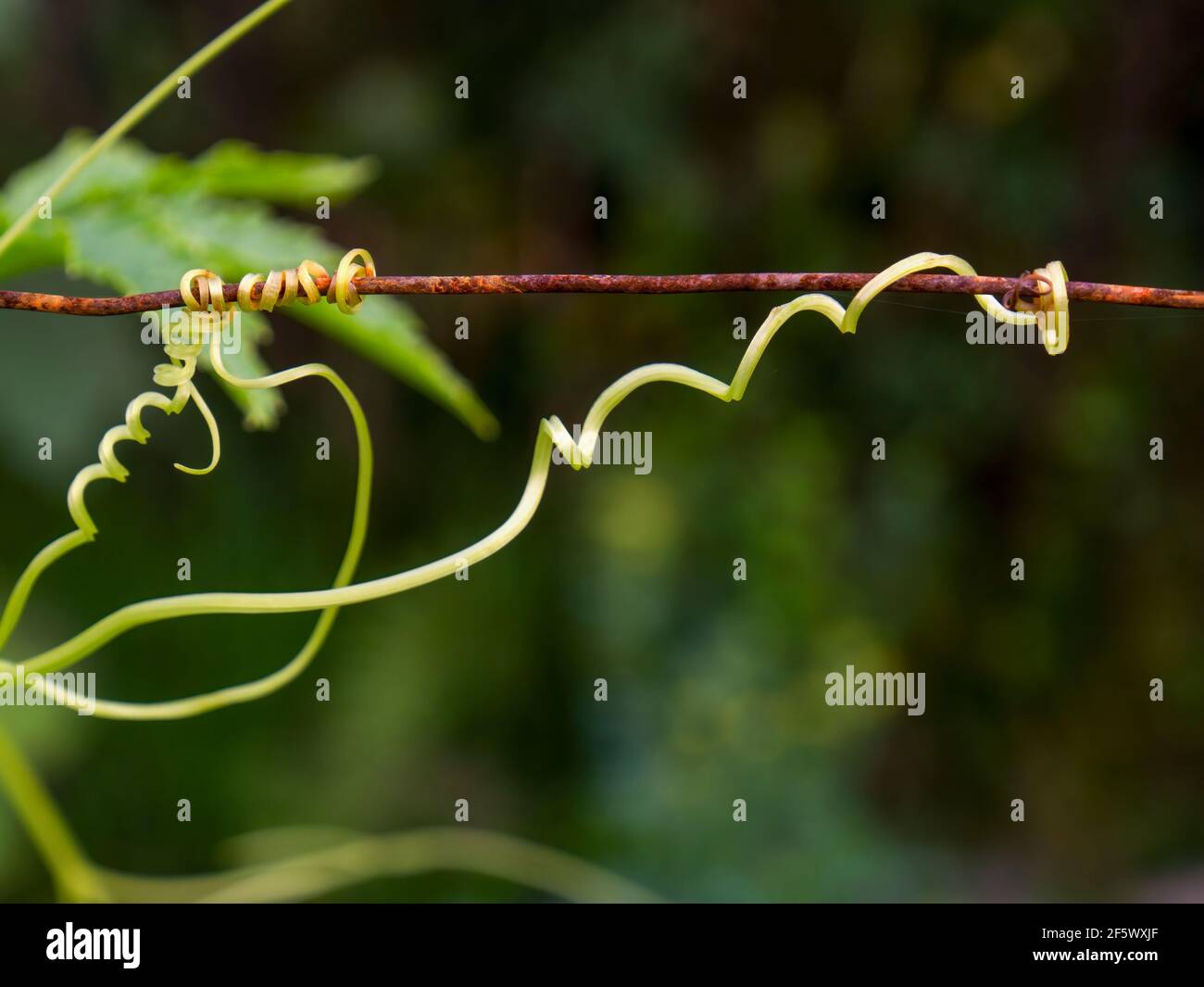 Macro photography of stuffing cucumber curling tendrils, captured in a ...