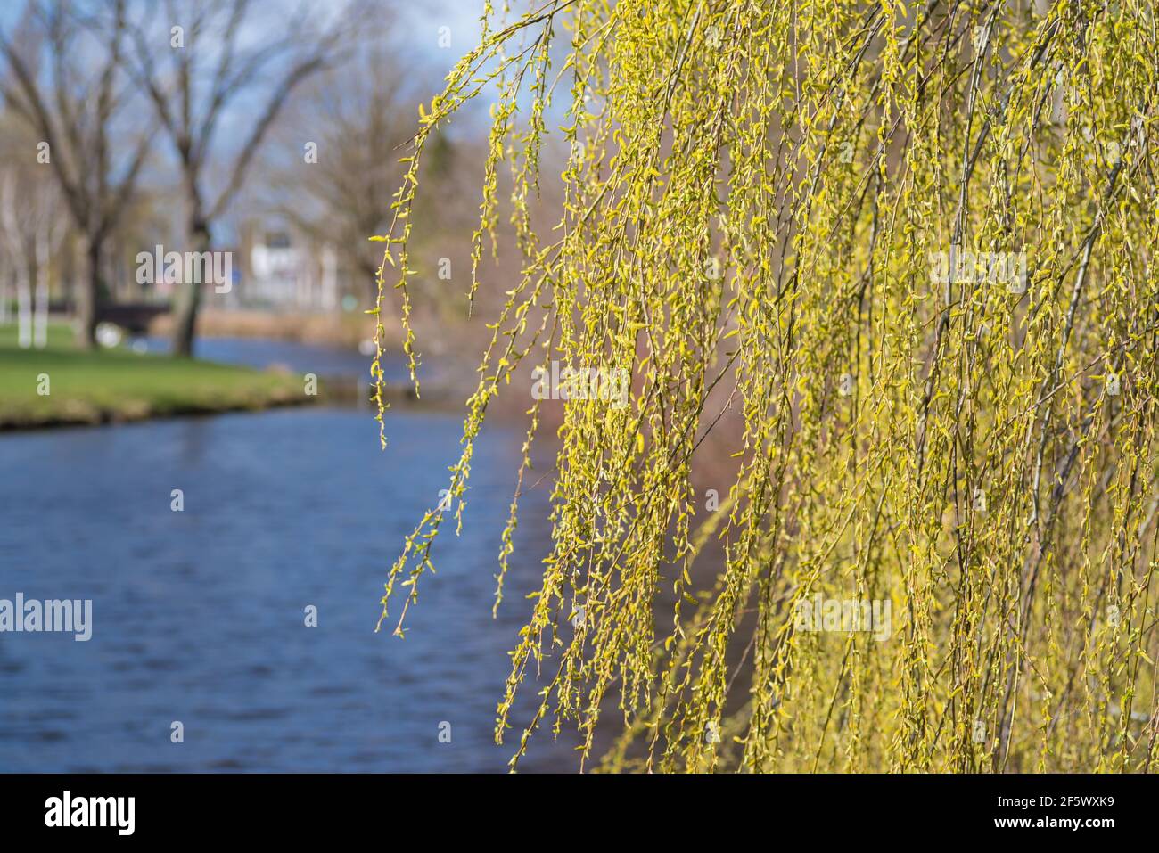willow tree branches in front of a pond Stock Photo - Alamy