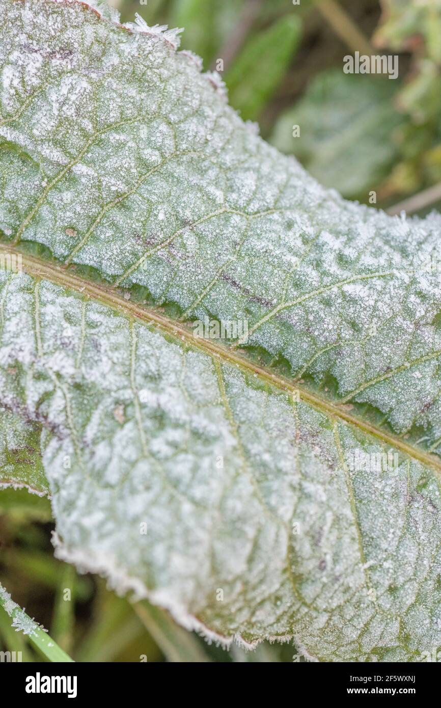 Heavy frost on leaf surface of Broad-leaved Dock / Rumex obtusifolius ...