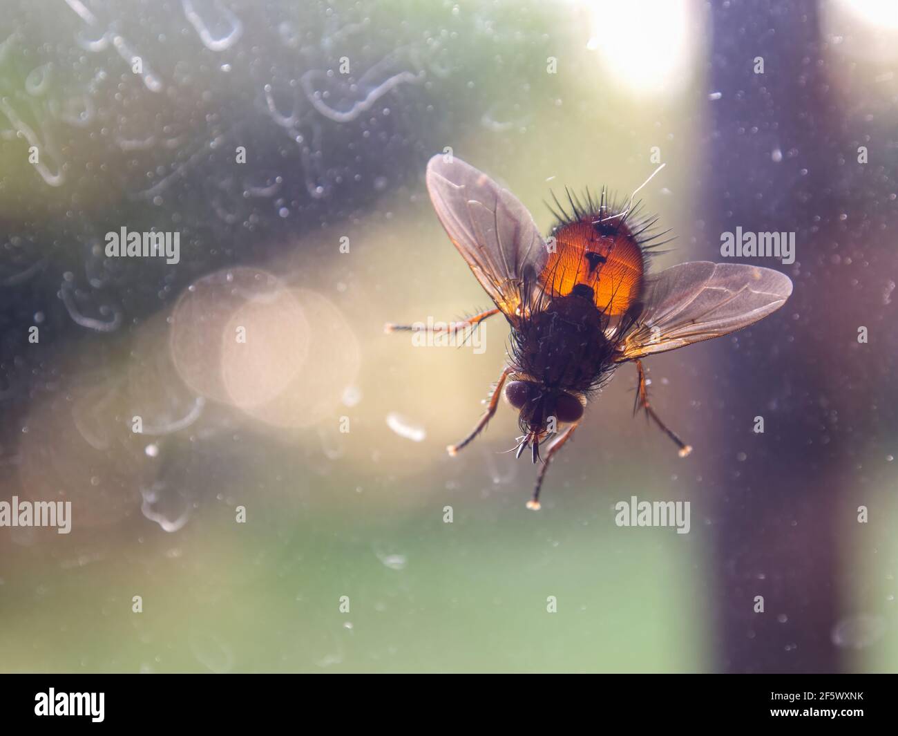 Parasitoid flies hi-res stock photography and images - Alamy