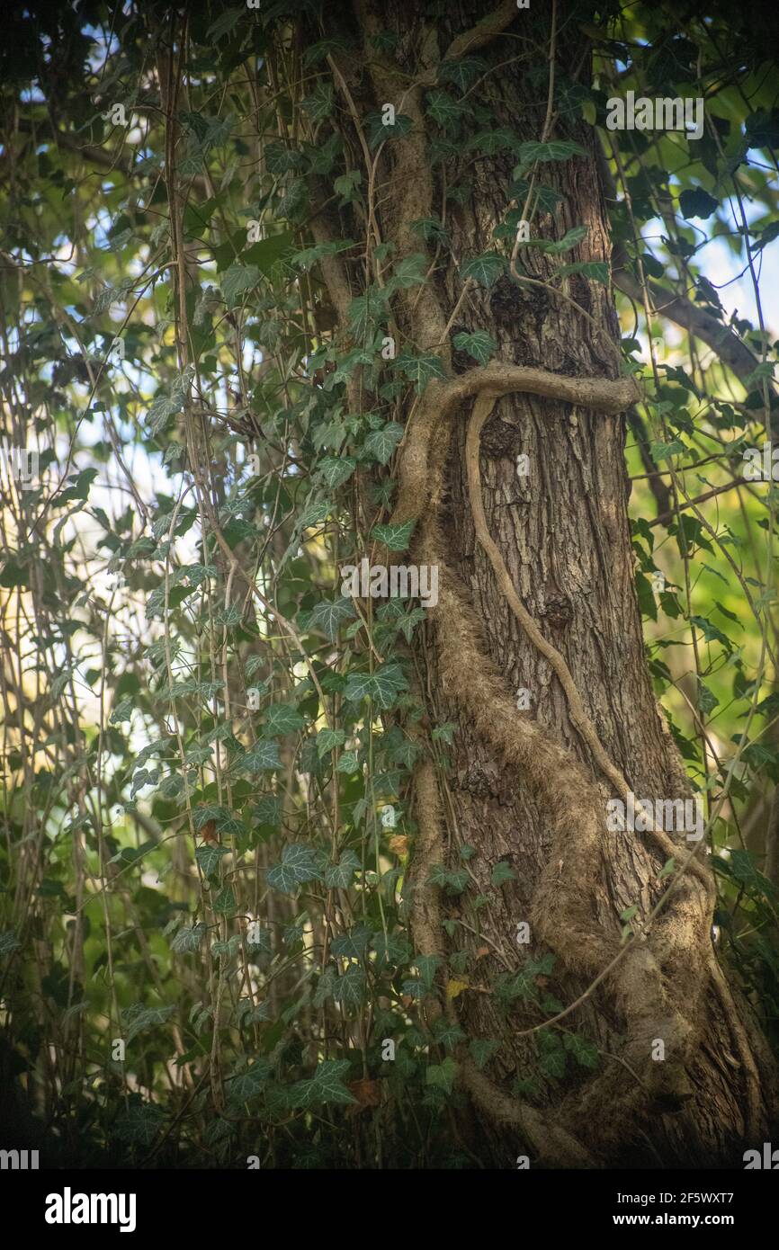 Vines around tree hi-res stock photography and images - Alamy