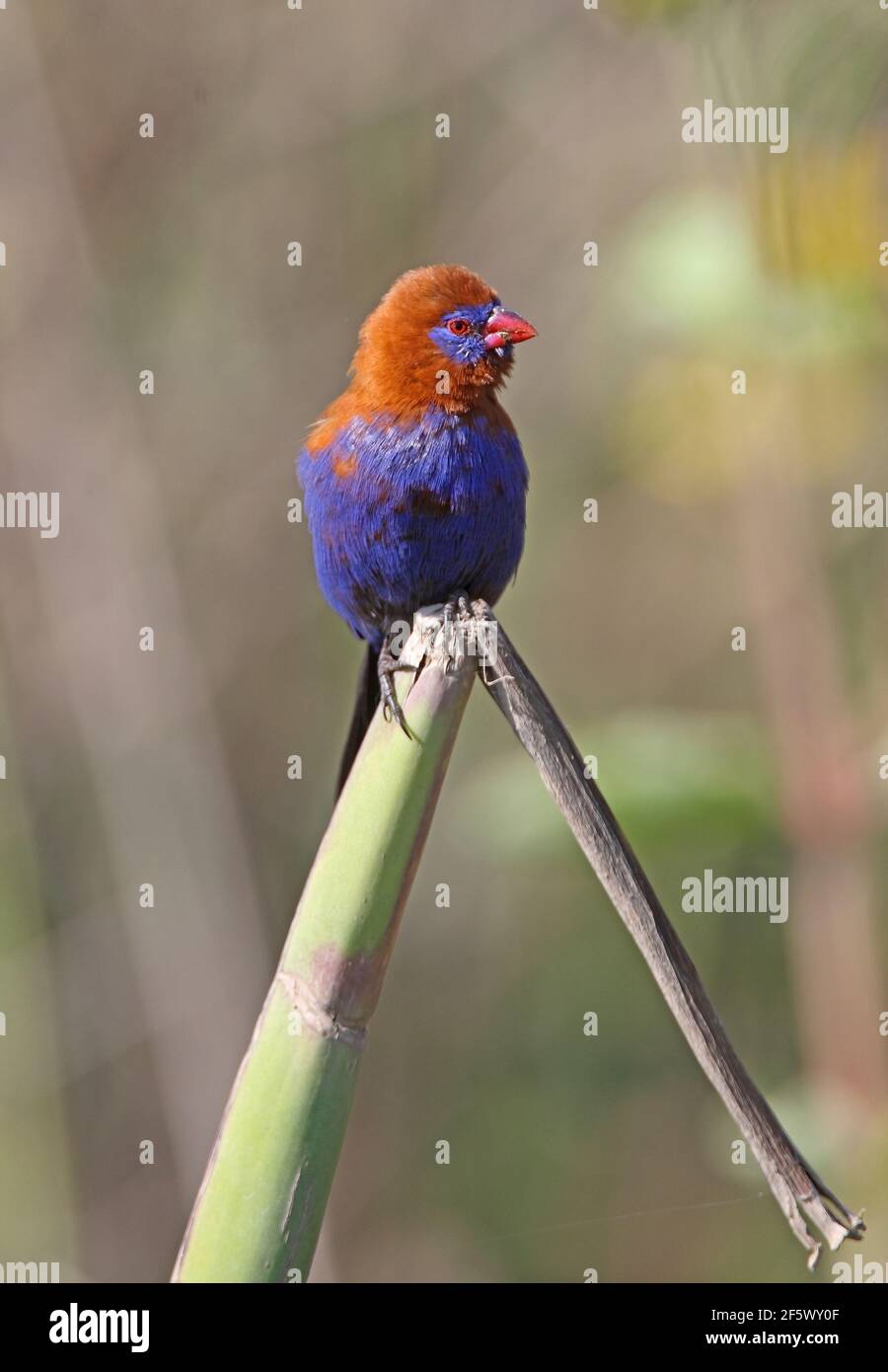 Grenadier Bird High Resolution Stock Photography and Images - Alamy