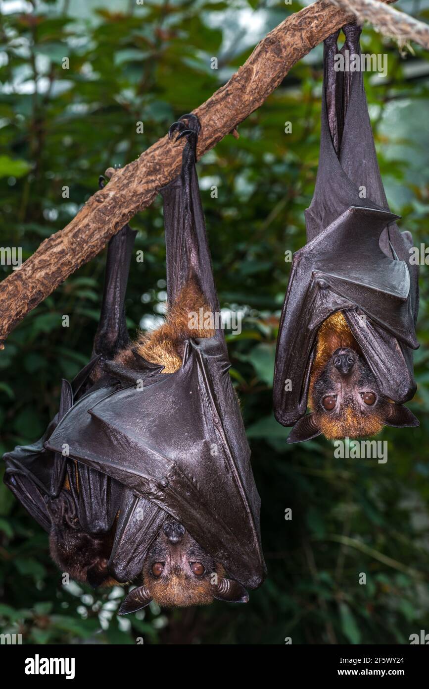 Bats hanging from tree hi-res stock photography and images - Alamy