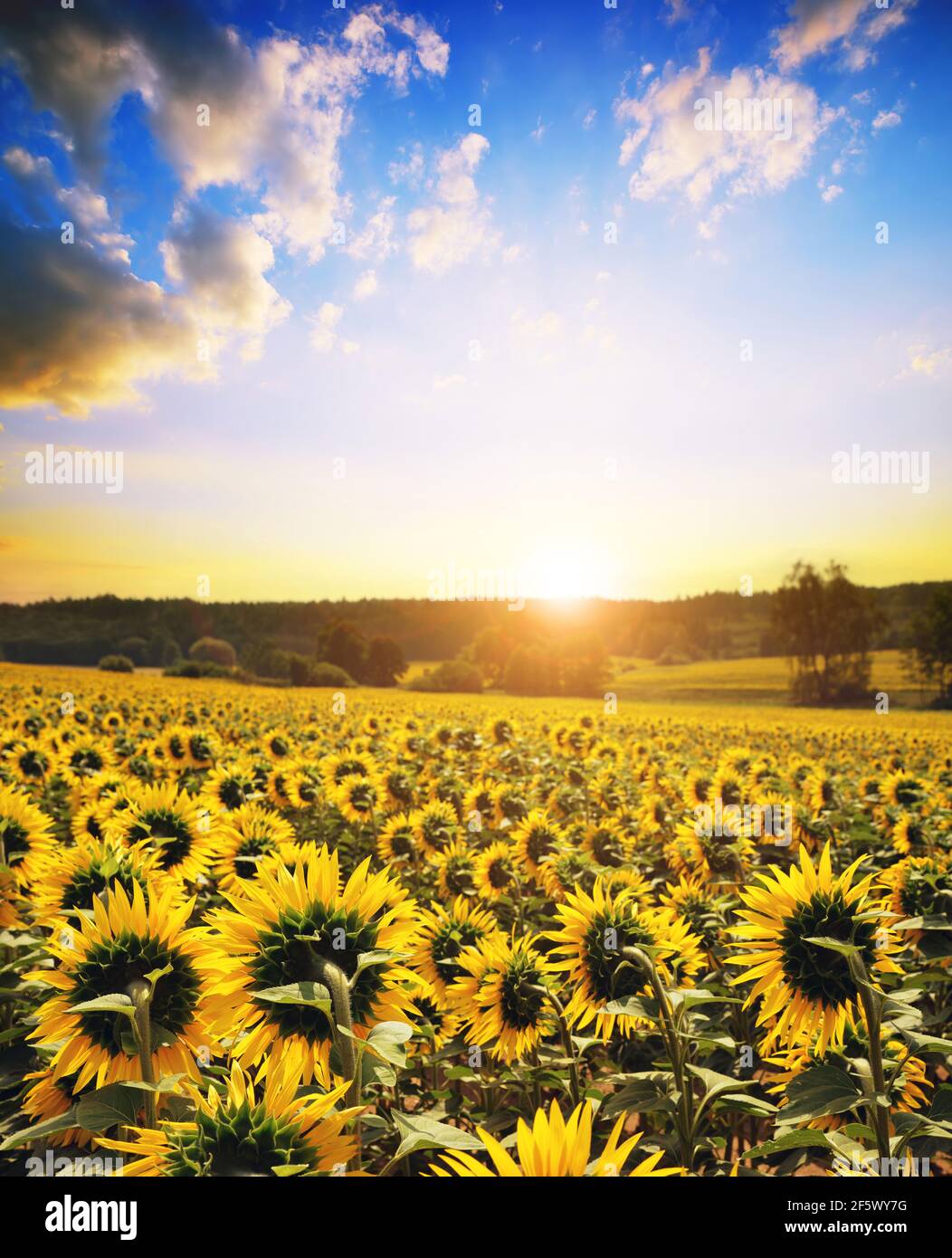 Sunflower spring hi-res stock photography and images - Alamy