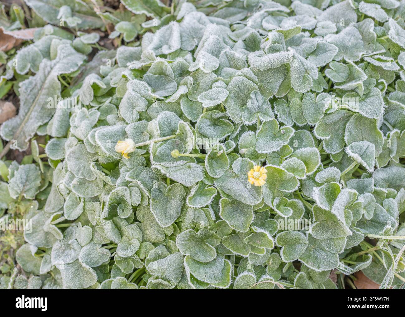 Heavy frost on leaf surface of flowering Lesser Celandine / Ranunculus ...