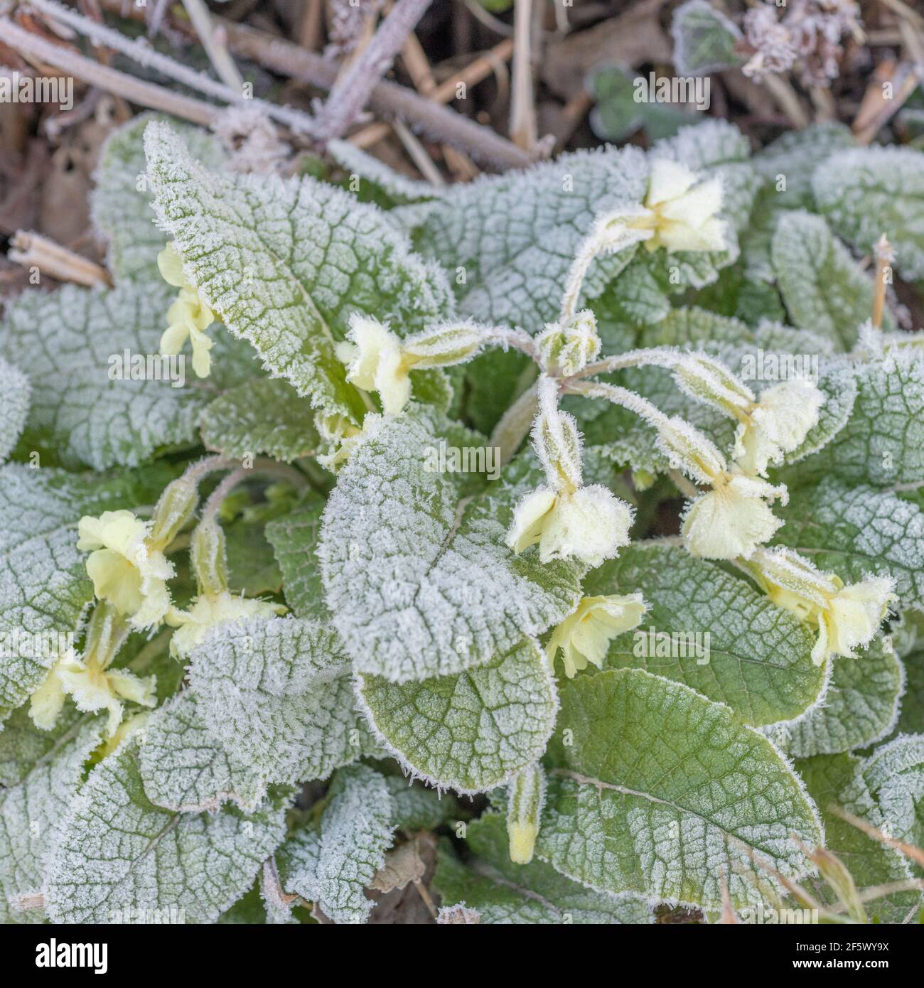 Frost On Primrose Leaves High Resolution Stock Photography and Images ...