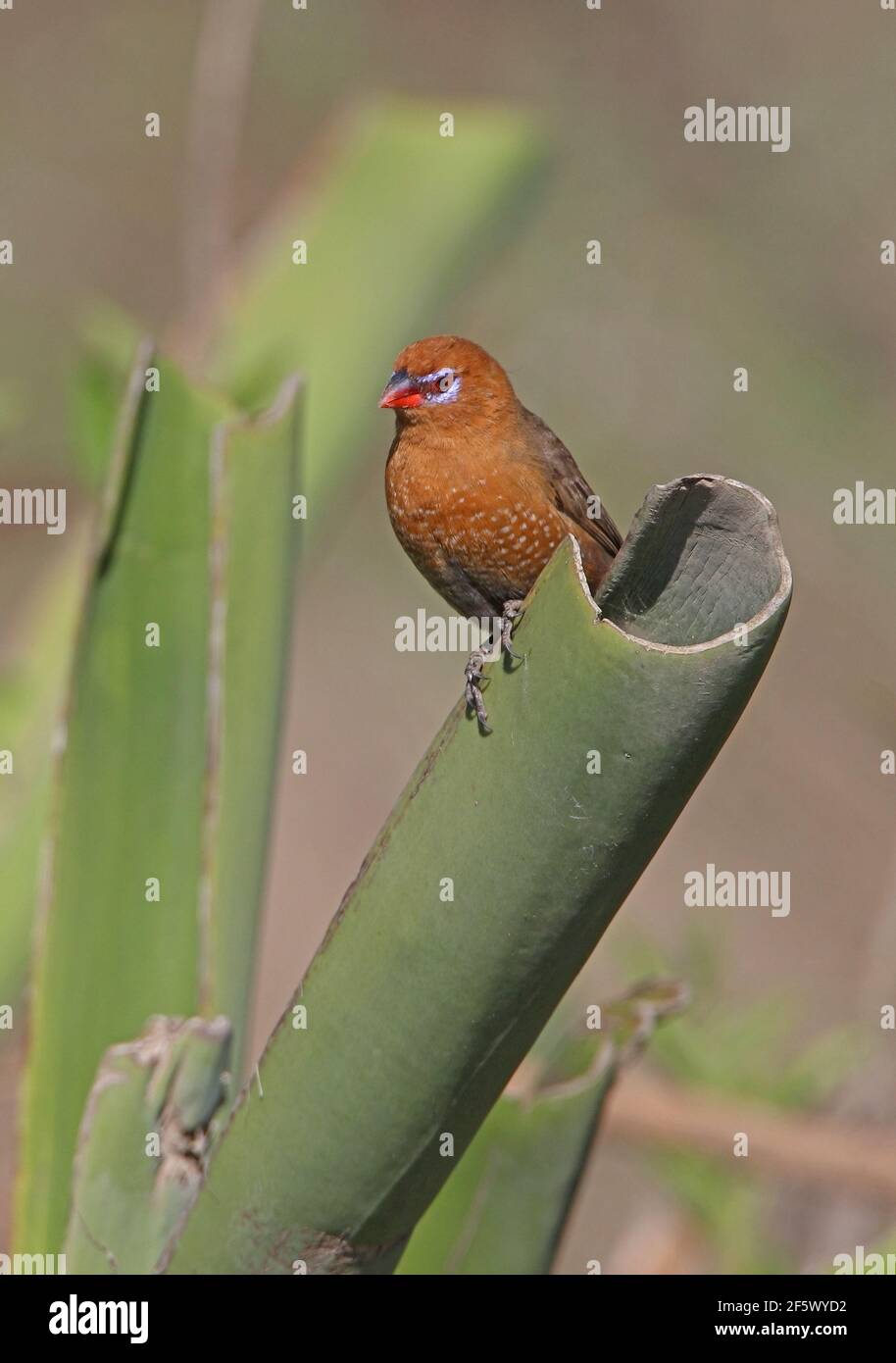 Purple Grenadier (Uraeginthus ianthinogaster) female perched on cut ...