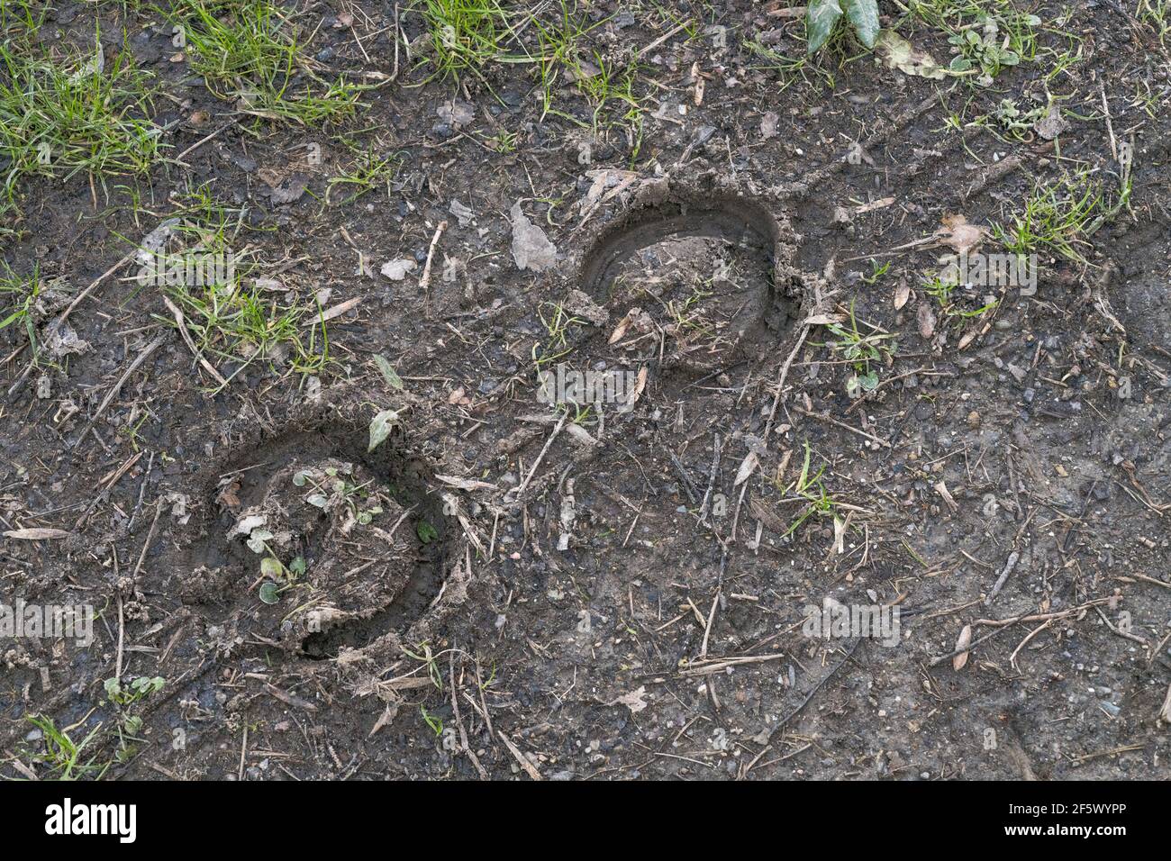 Hoof impressions hi-res stock photography and images - Alamy