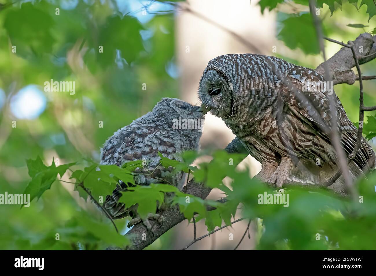 Baby owl mother hi-res stock photography and images - Alamy