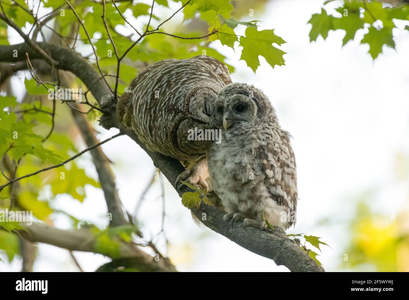 Cute family of owls in forest hi-res stock photography and images - Alamy