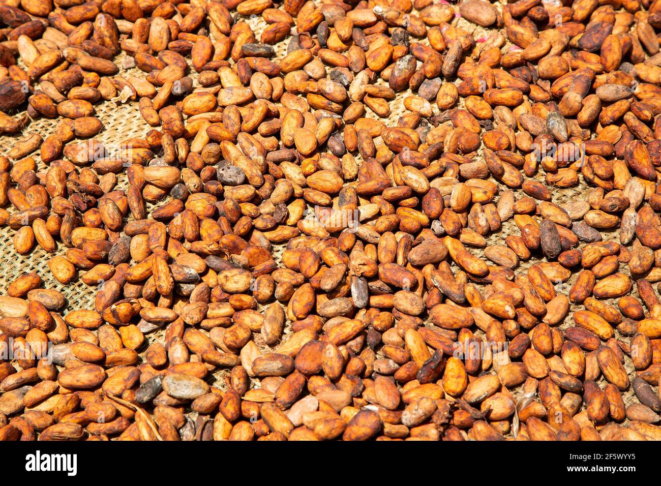 Cocoa beans drying in the sun - Theobroma cacao Stock Photo - Alamy