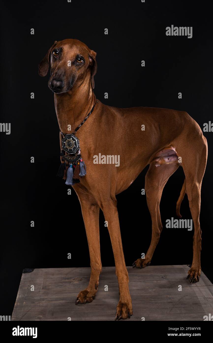 Azawakh dog hi-res stock photography and images - Alamy